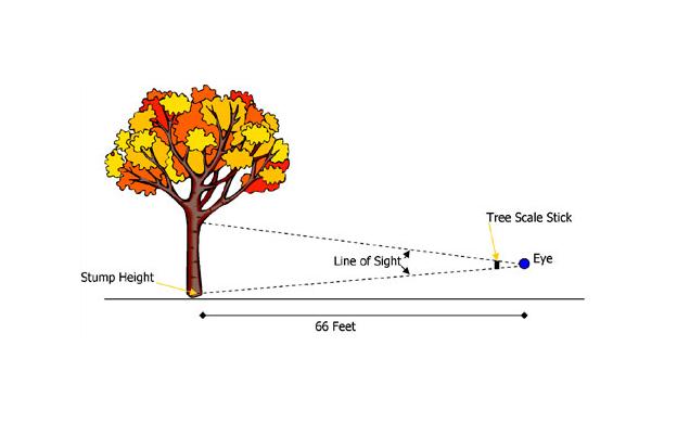 Measuring a tree for cutting - 101qs