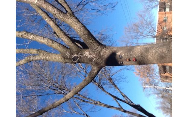 El Arbol Sabio - 101qs